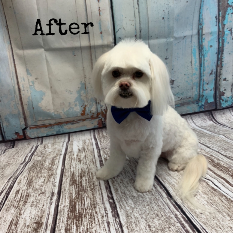 Photo gallery | Tonya's Tender Touch