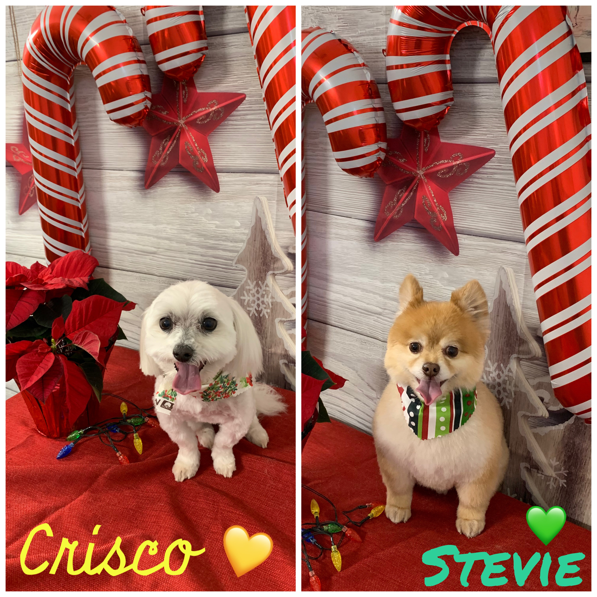 Photo gallery | Tonya's Tender Touch