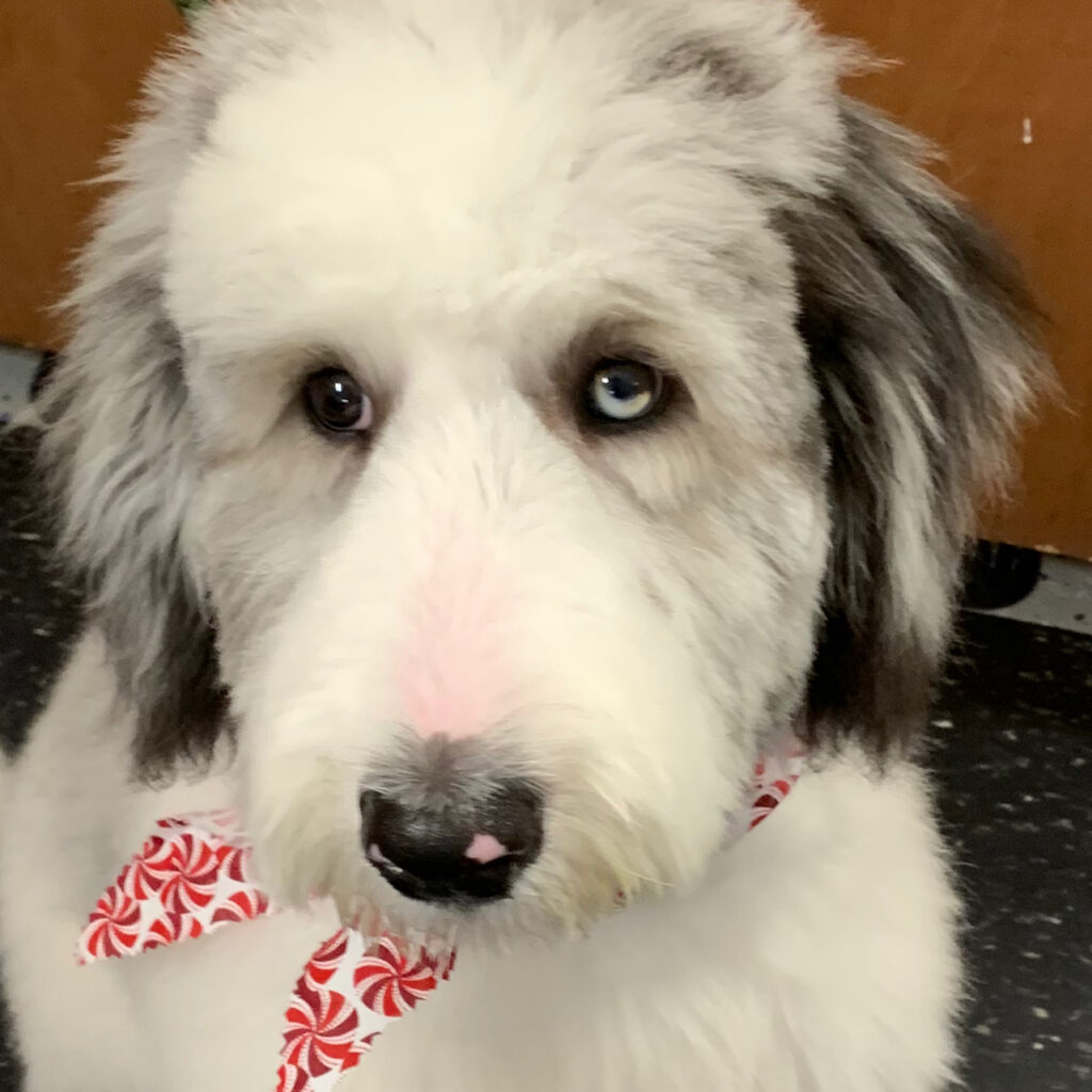 Photo gallery | Tonya's Tender Touch