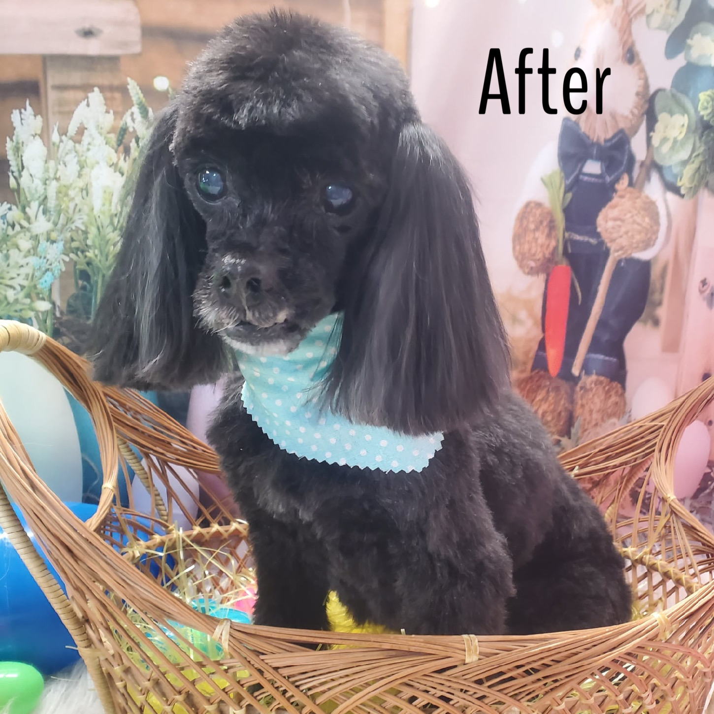 Photo gallery | Tonya's Tender Touch