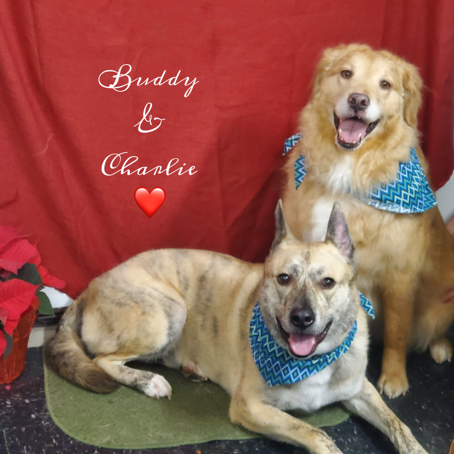 Photo gallery | Tonya's Tender Touch