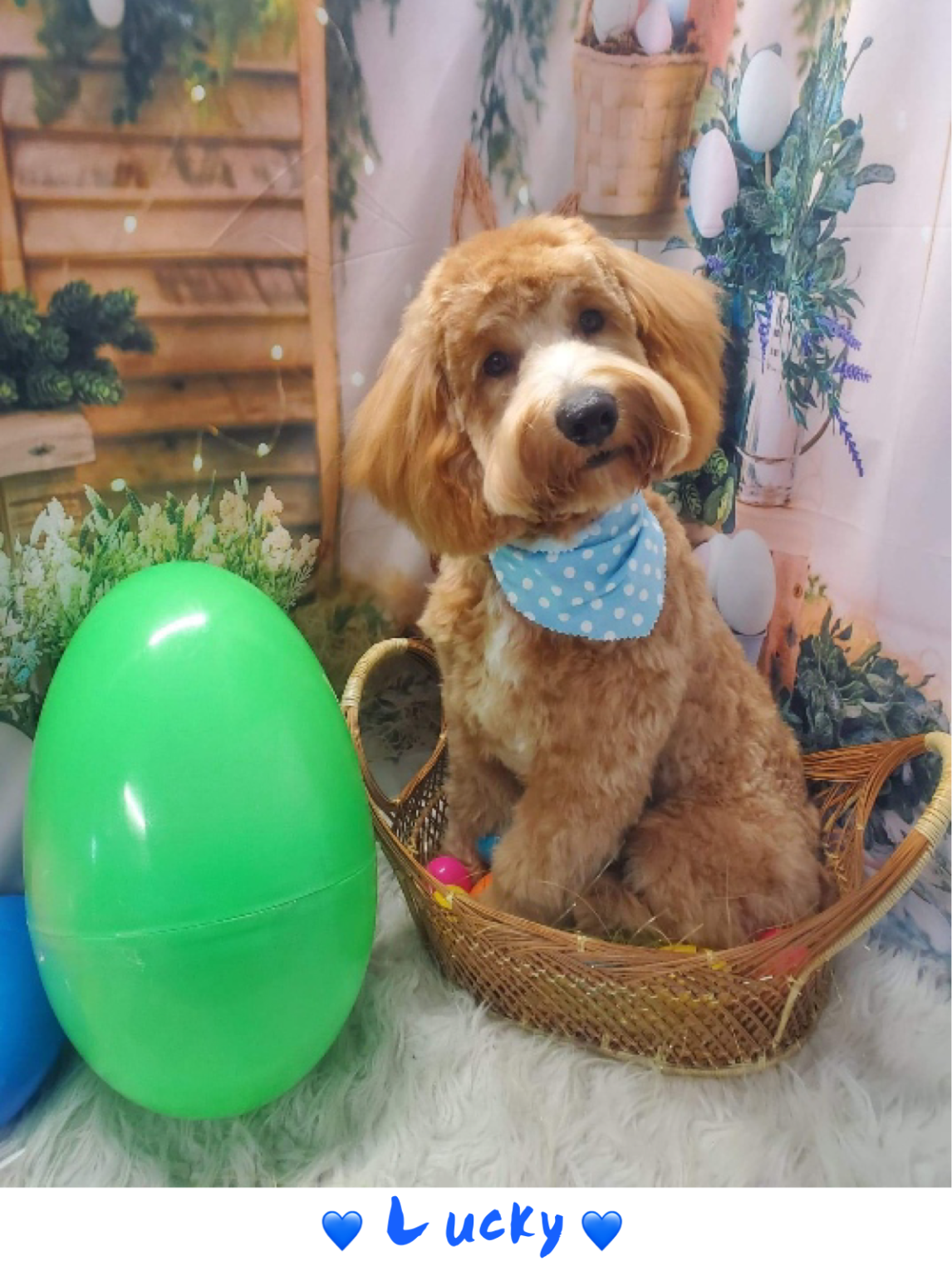 Home | Tonya's Tender Touch