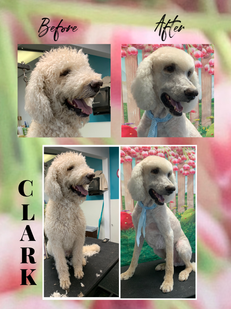 Photo gallery | Tonya's Tender Touch